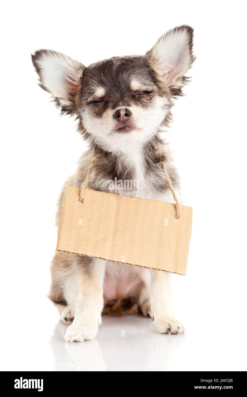 Chihuahua puppie with empty cardboard. Dog holding a homeless Stock ...