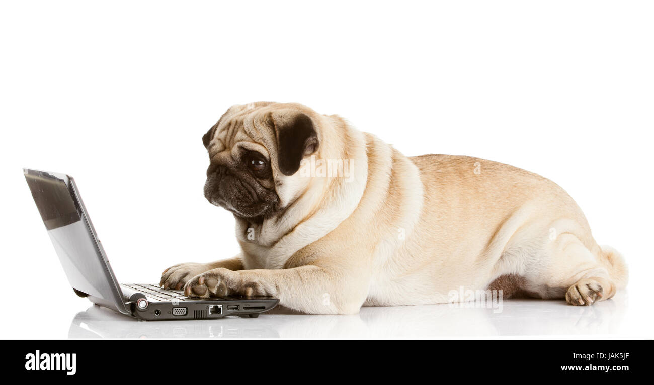 Pug Dog with laptop Stock Photo - Alamy