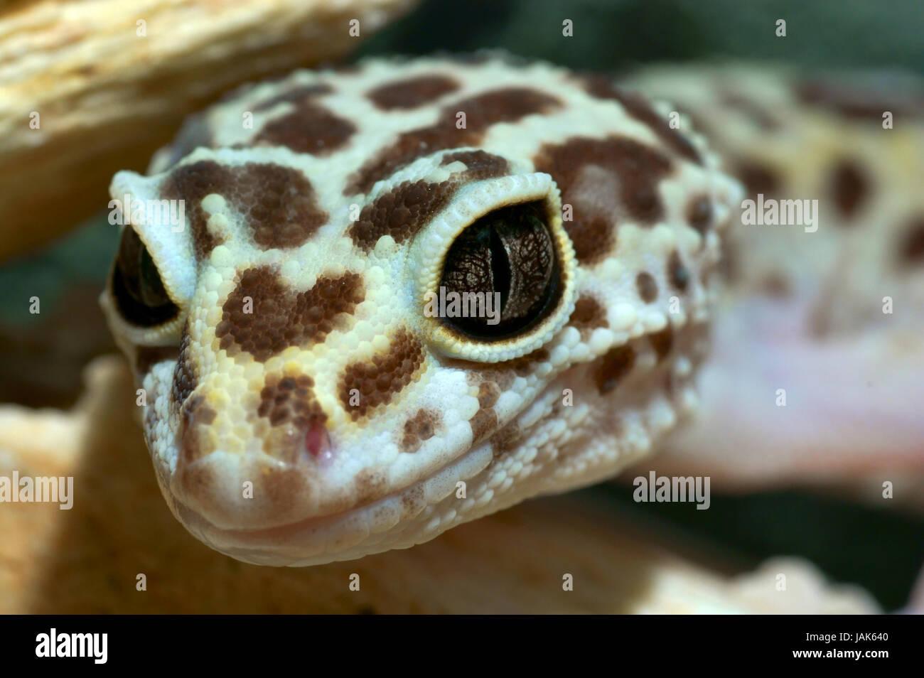 leopard gecko, Eublepharis macularius. Tropical lizard Stock Photo - Alamy