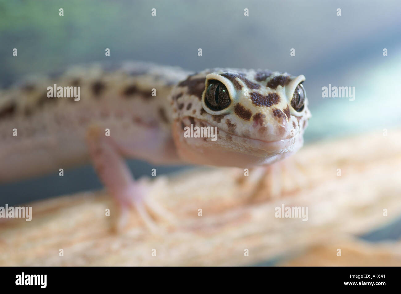 leopard gecko, Eublepharis macularius. Tropical lizard Stock Photo - Alamy