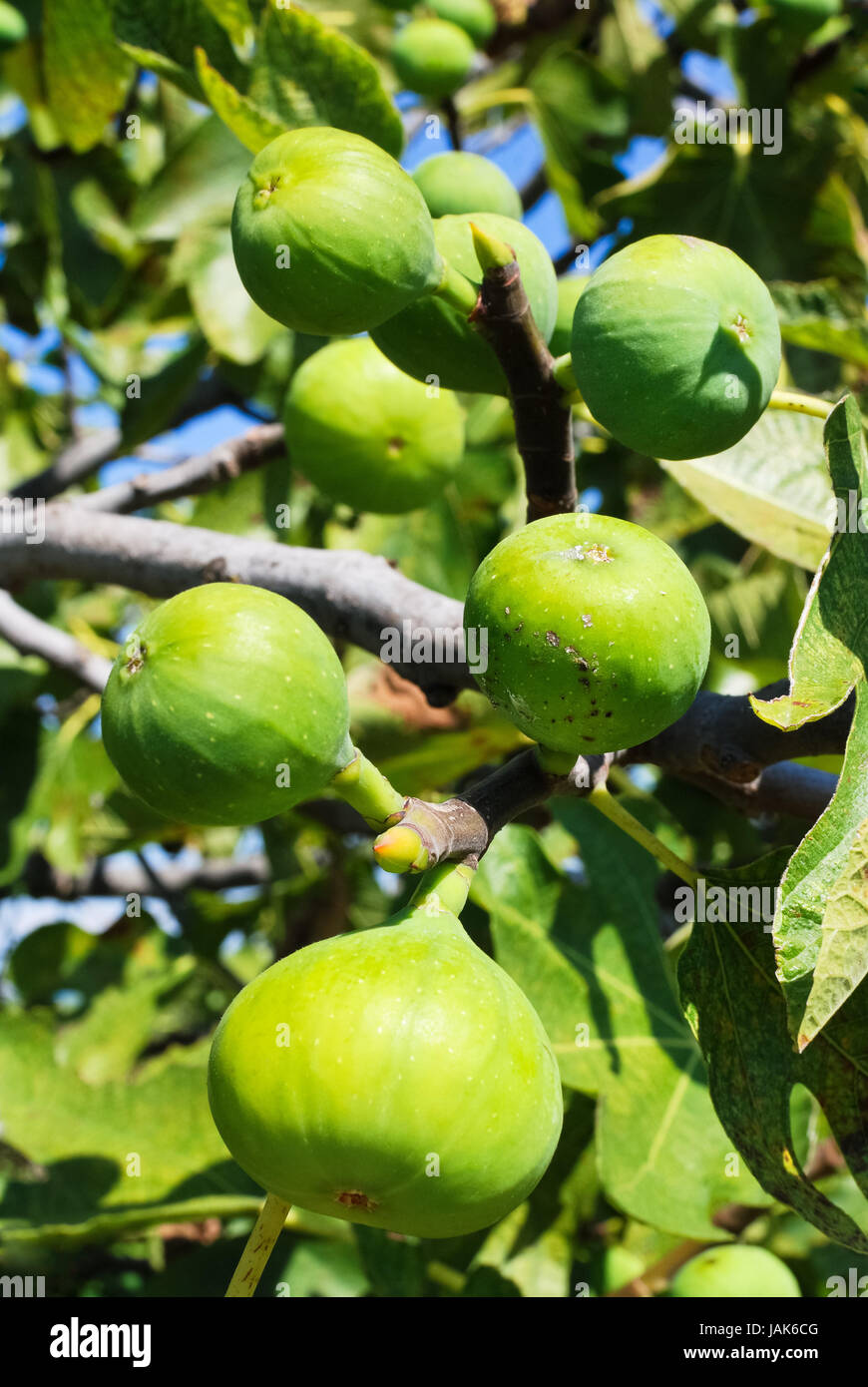 fig on a fig tree Stock Photo - Alamy