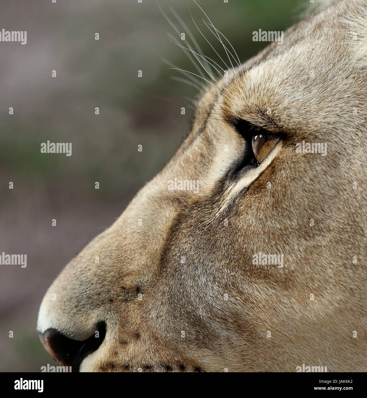 Close up of a lioness face with large amber eyes Stock Photo - Alamy