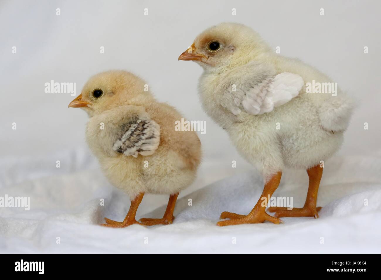 Two small yellow baby chickens with soft feathers Stock Photo - Alamy