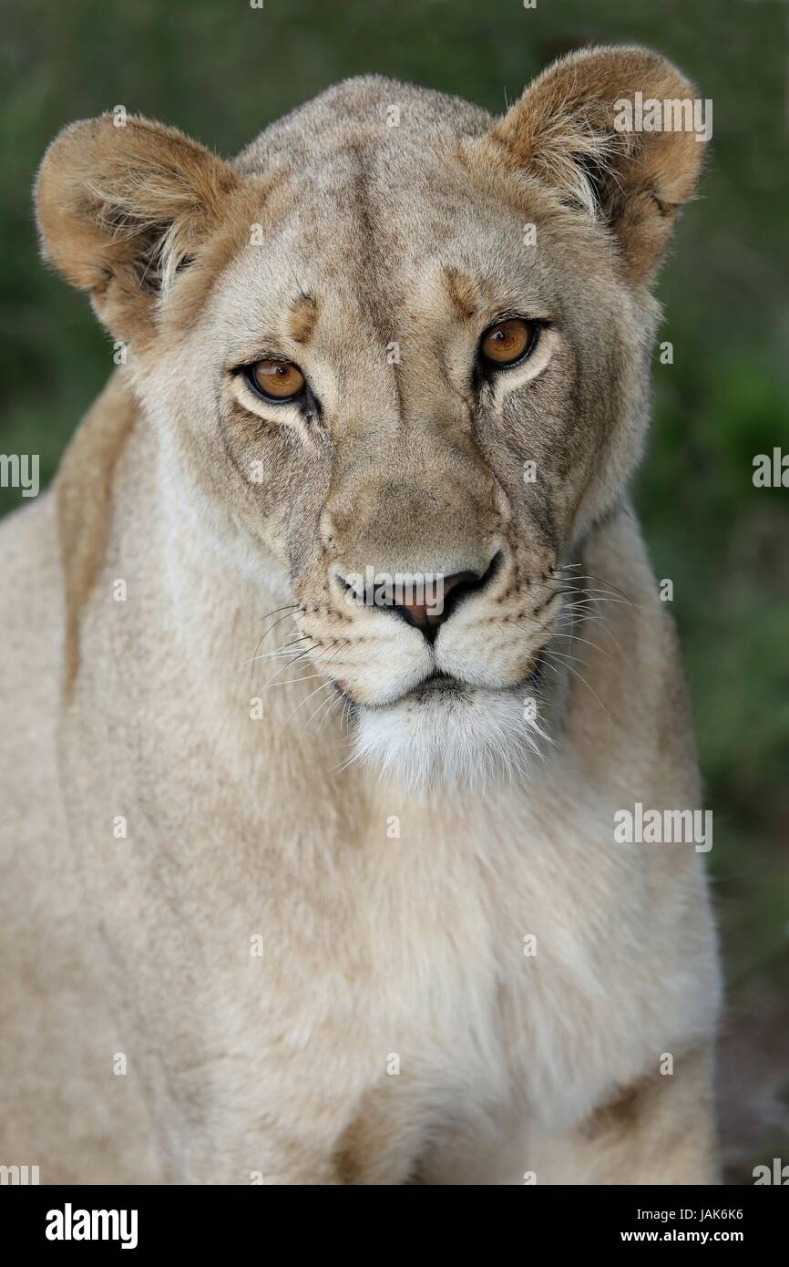 Amber eyes lion hi-res stock photography and images - Alamy