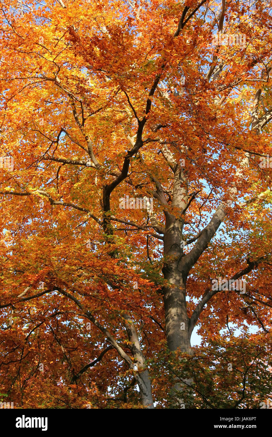 colorful tree top at autumn time Stock Photo - Alamy