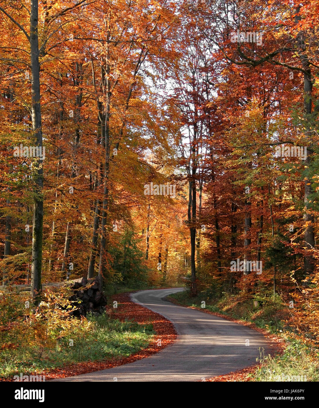colorful autumn scenery with road in a forest in southern germany Stock ...