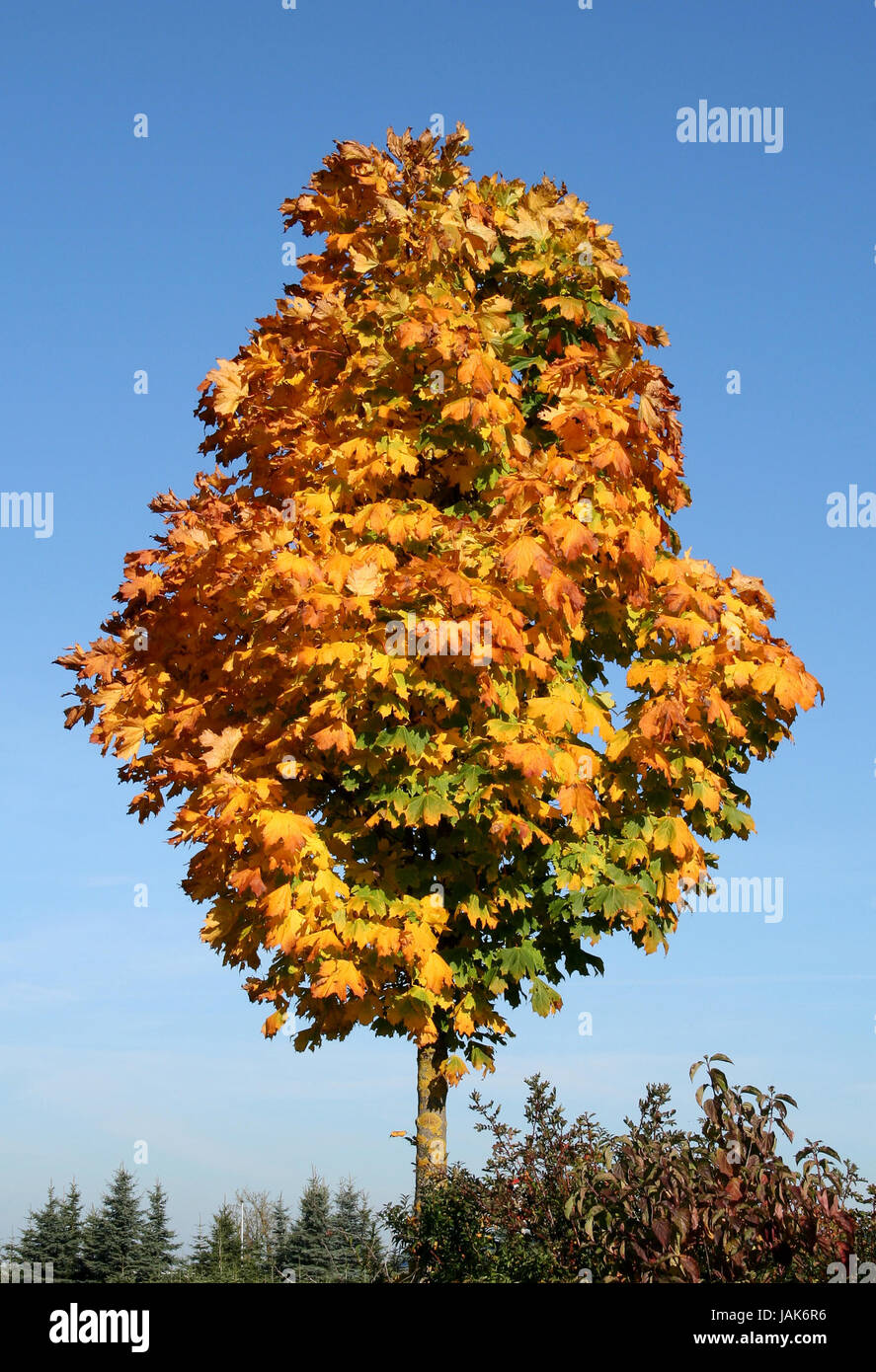 colorful tree top in front of blue sky at autumn time Stock Photo - Alamy
