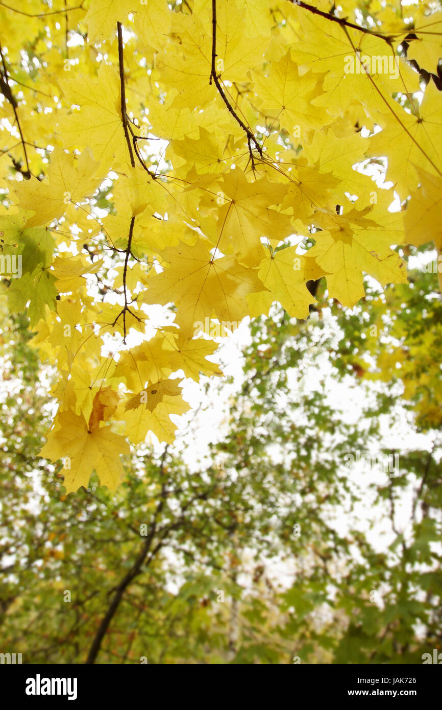 Bright yellow autumn maple leaves in the forest Stock Photo - Alamy