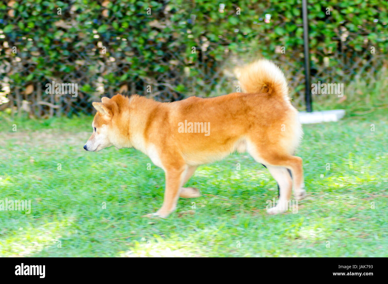 A profile view of a young beautiful fawn, cream and red Shiba Inu puppy ...