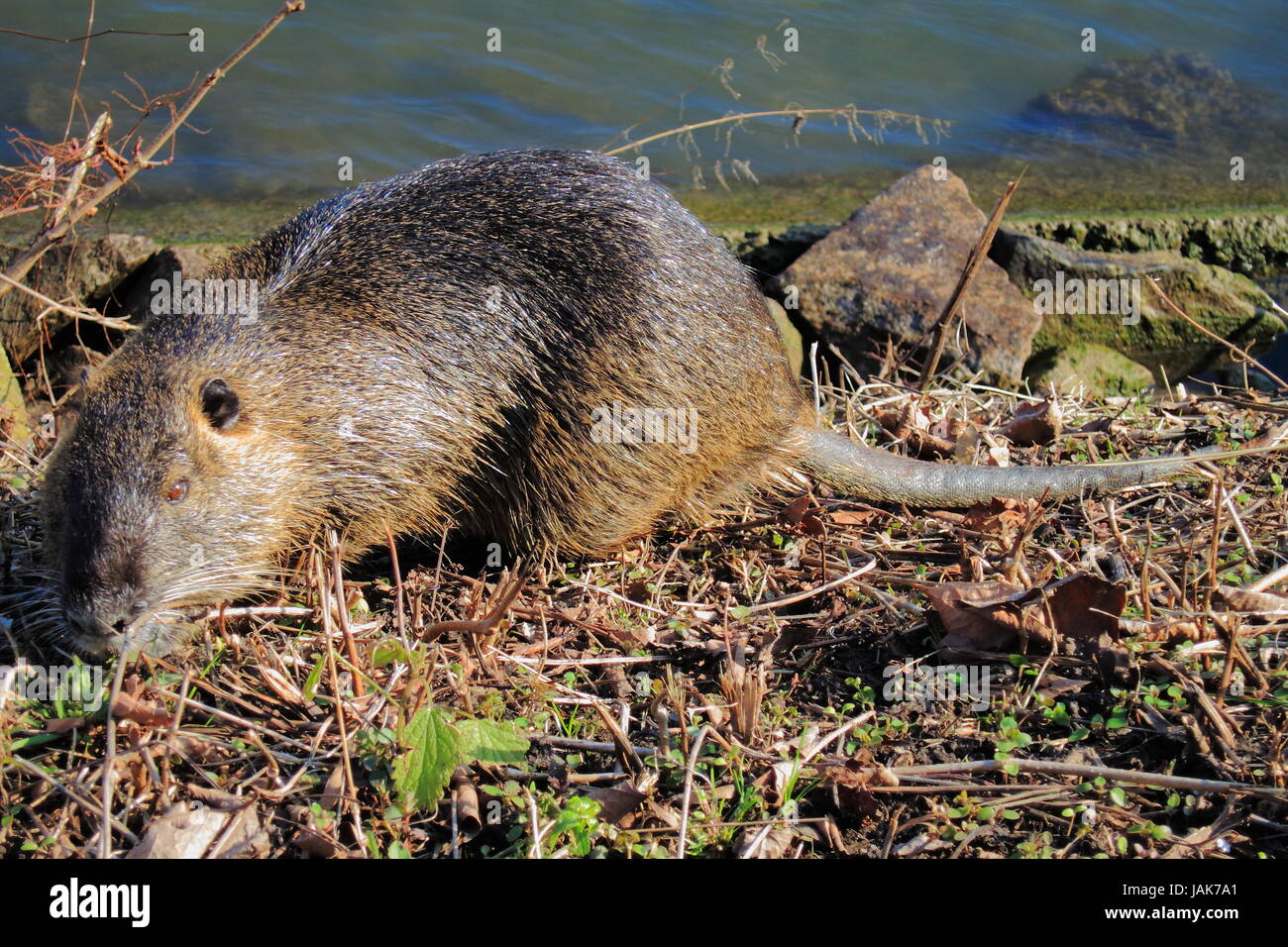 Rat rodent teeth hi-res stock photography and images - Alamy