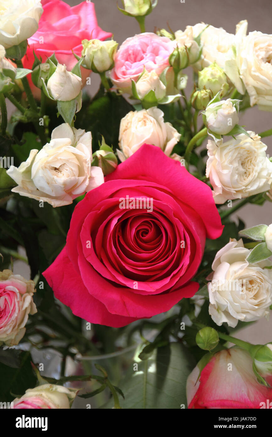 Rosenstrauss hi-res stock photography and images - Alamy