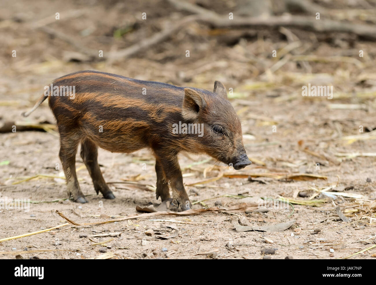 baby wild boar in nature Stock Photo - Alamy