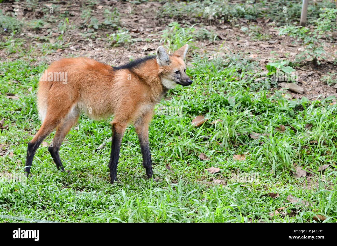 maned wolf stand on grass Stock Photo - Alamy