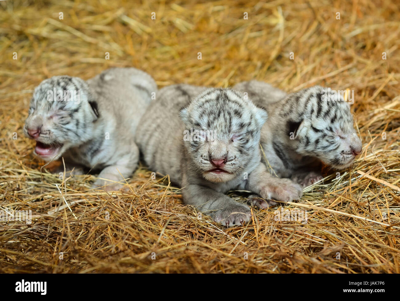 Sumatran Tiger Newborn Cubs