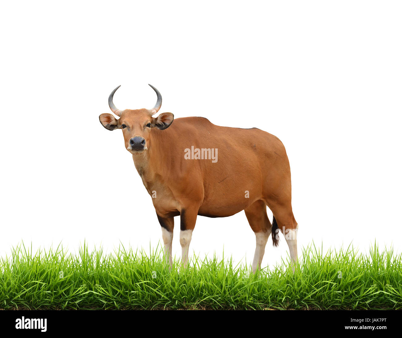banteng with green grass isolated on white background Stock Photo - Alamy