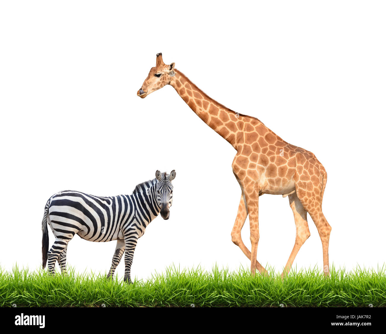 zebra giraffe with green grass isolated on white background Stock Photo ...