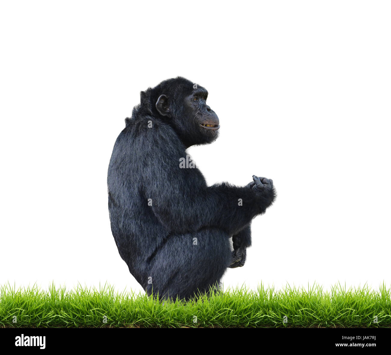 chimpanzee with green grass isolated on white background Stock Photo ...