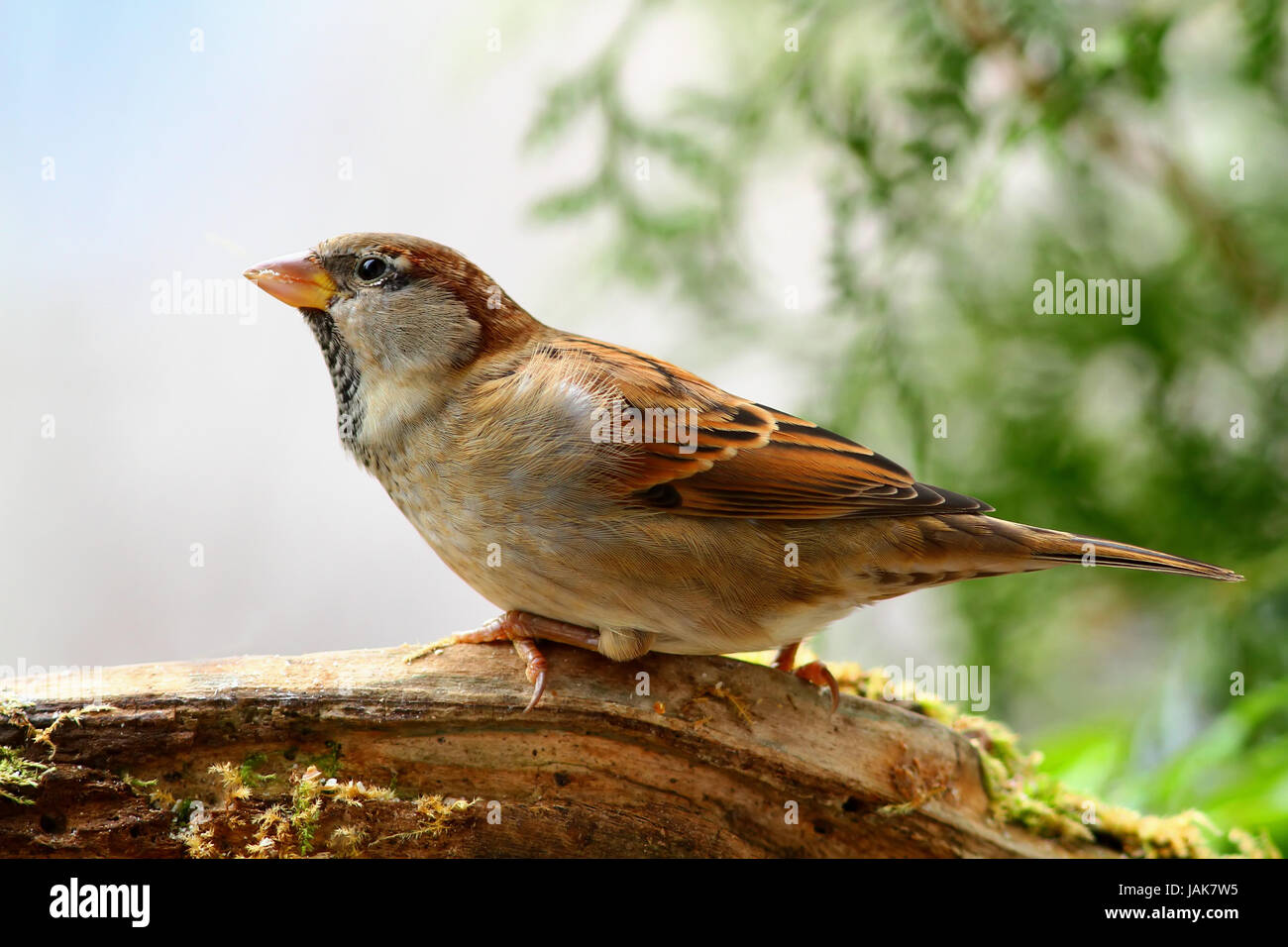the common sparrow (passeridae Stock Photo - Alamy