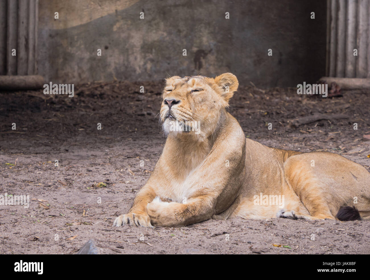 The lion belongs to the Panthera family and is a big cat living in the ...