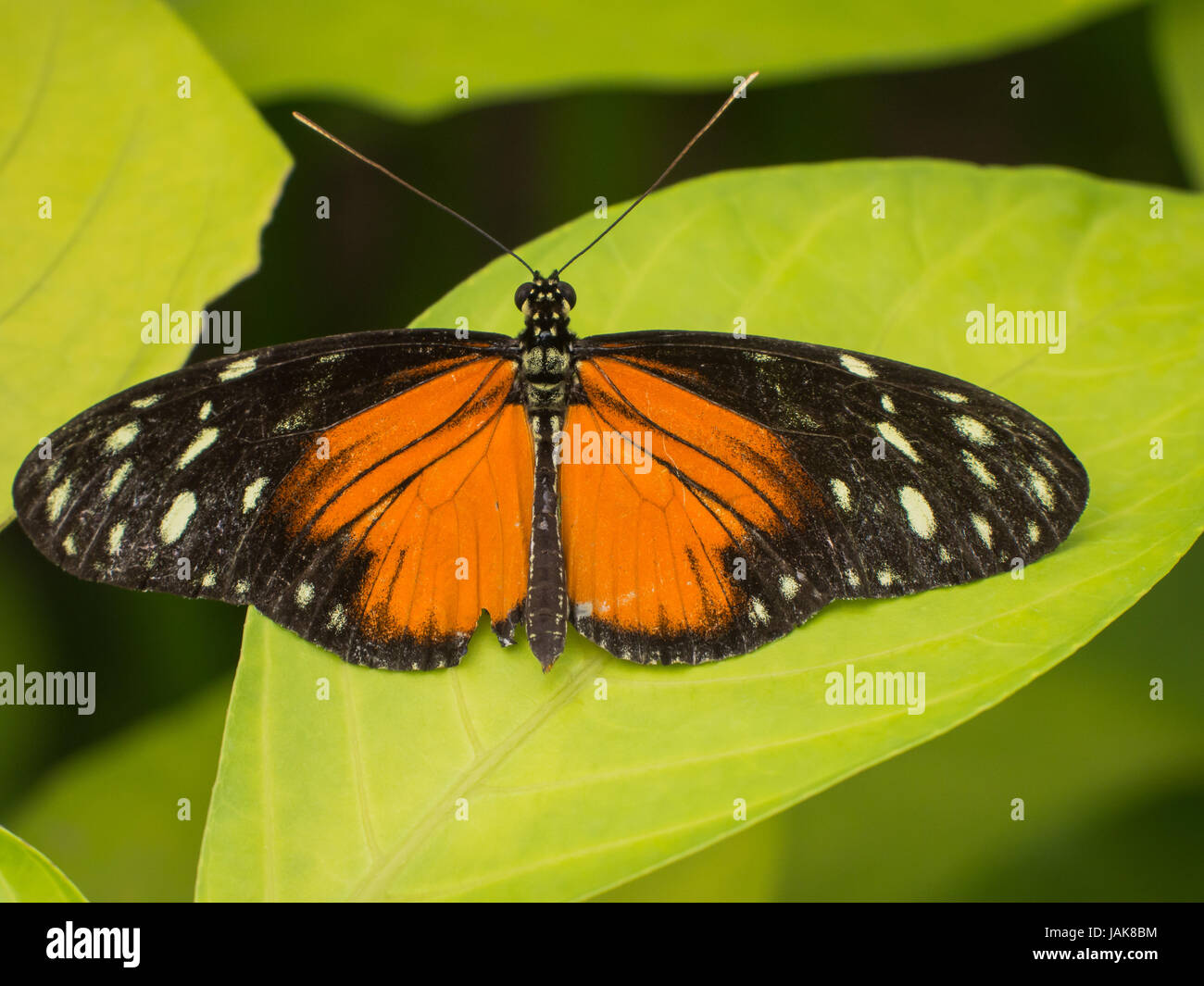 Polymorphic insect hi-res stock photography and images - Alamy