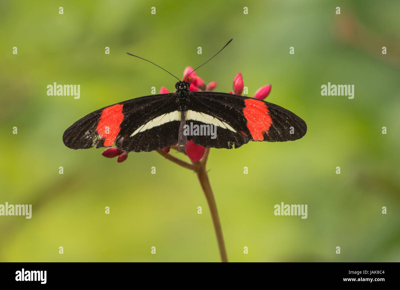 Sample of the Heliconius erato petiverana or common longwing, a red ...