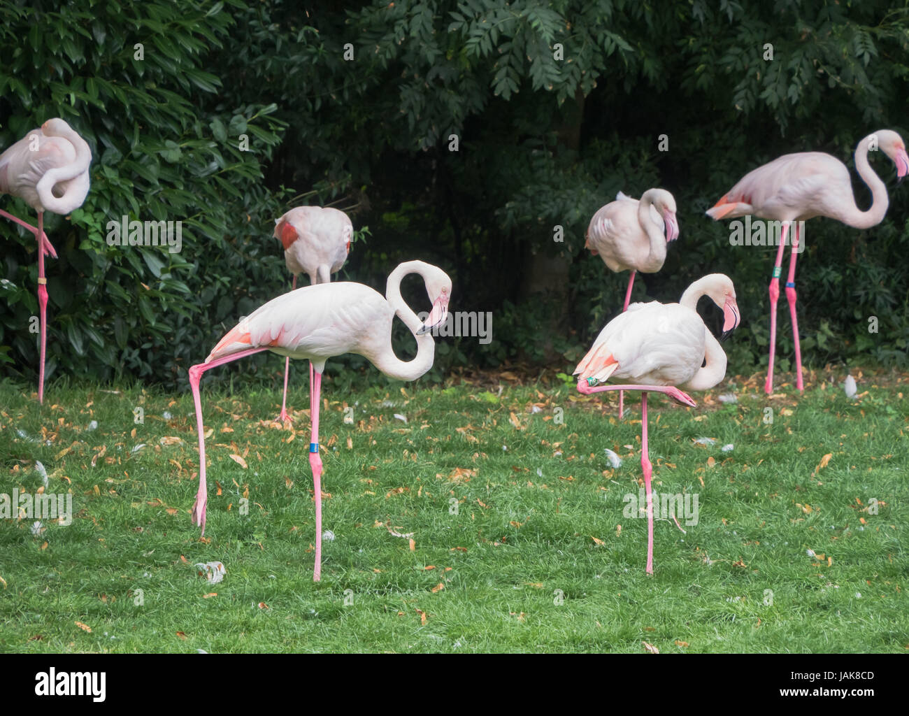 Light pink colored flamingos standing in grassland Stock Photo - Alamy