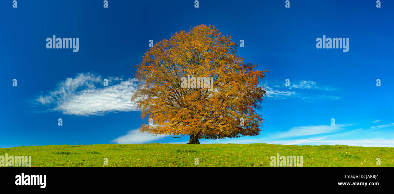 single beech tree in autumn Stock Photo - Alamy