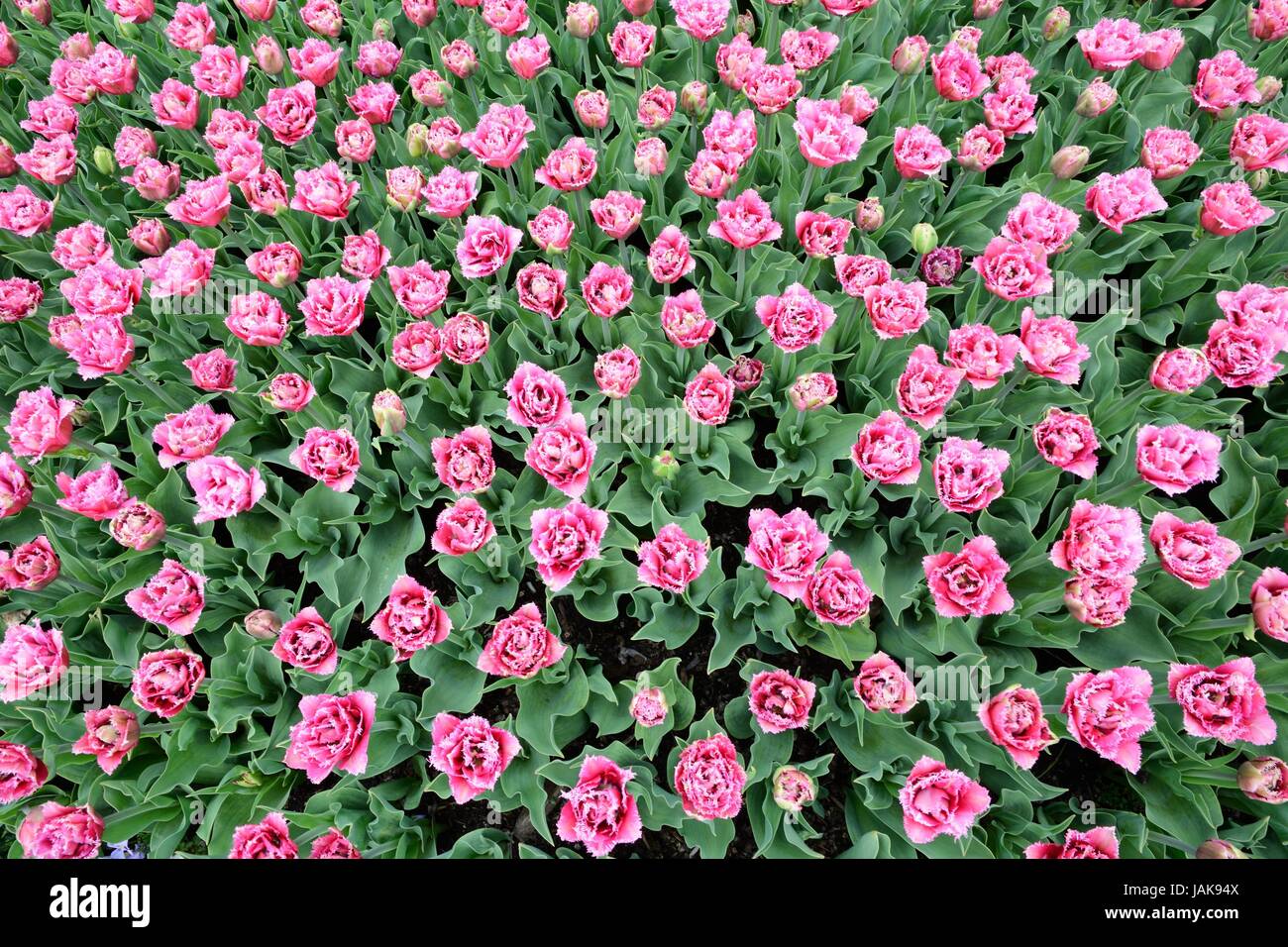 Garden full of tulip flowers during spring Stock Photo - Alamy