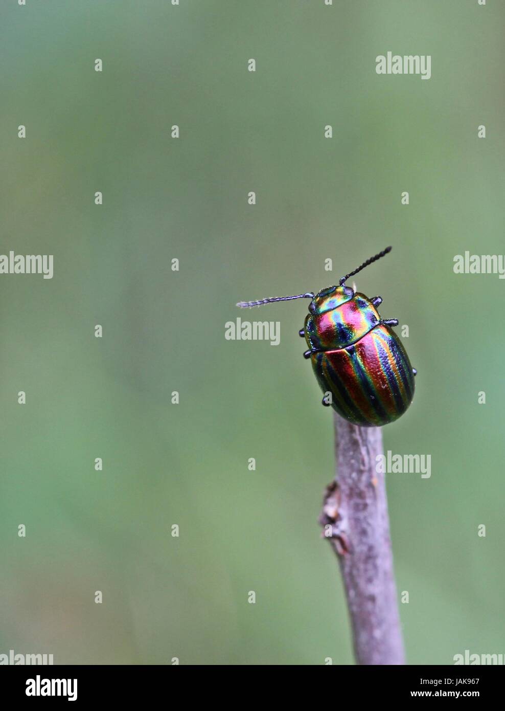 Rainbow Leaf Beetle