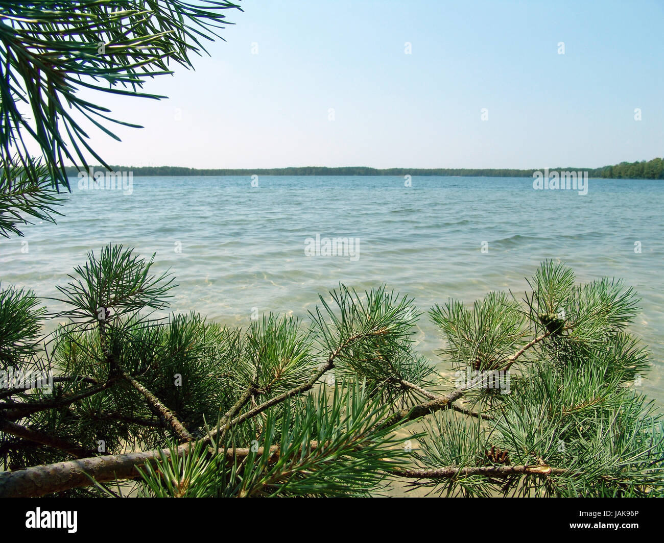 The beautiful wild nature landscape, lake in the pine woods Stock Photo ...