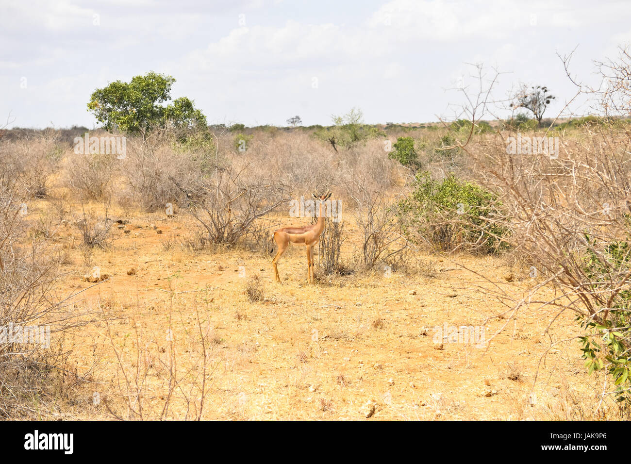 antelope in the bush of africa Stock Photo - Alamy