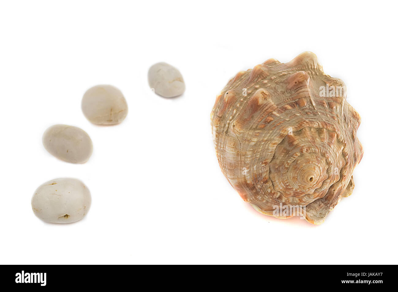 big shell and several pebbles on a white background Stock Photo - Alamy
