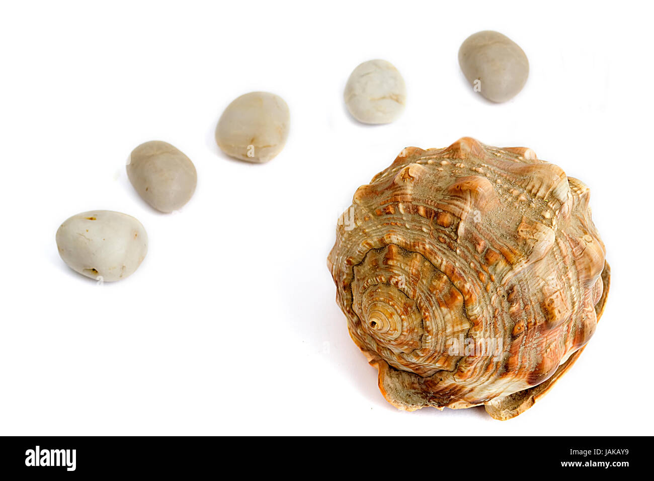 big shell and several pebbles on a white background Stock Photo - Alamy