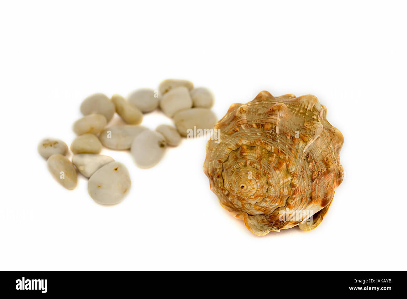 big shell and several pebbles on a white background Stock Photo - Alamy