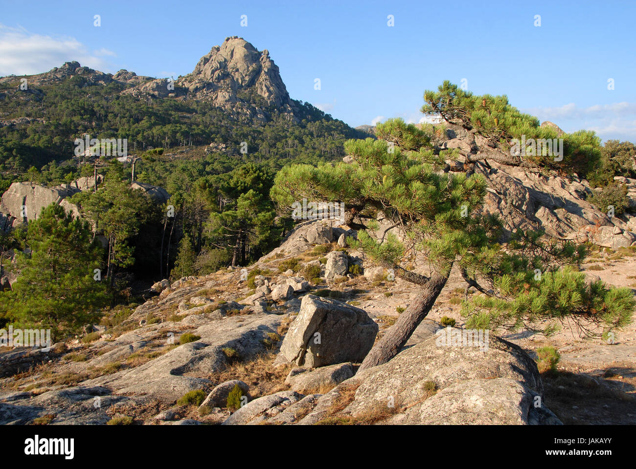 forest spare time Stock Photo - Alamy