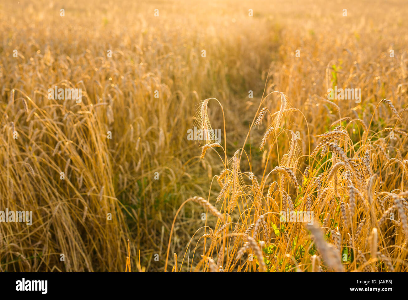 Golden crop oats ripening in hi-res stock photography and images - Alamy