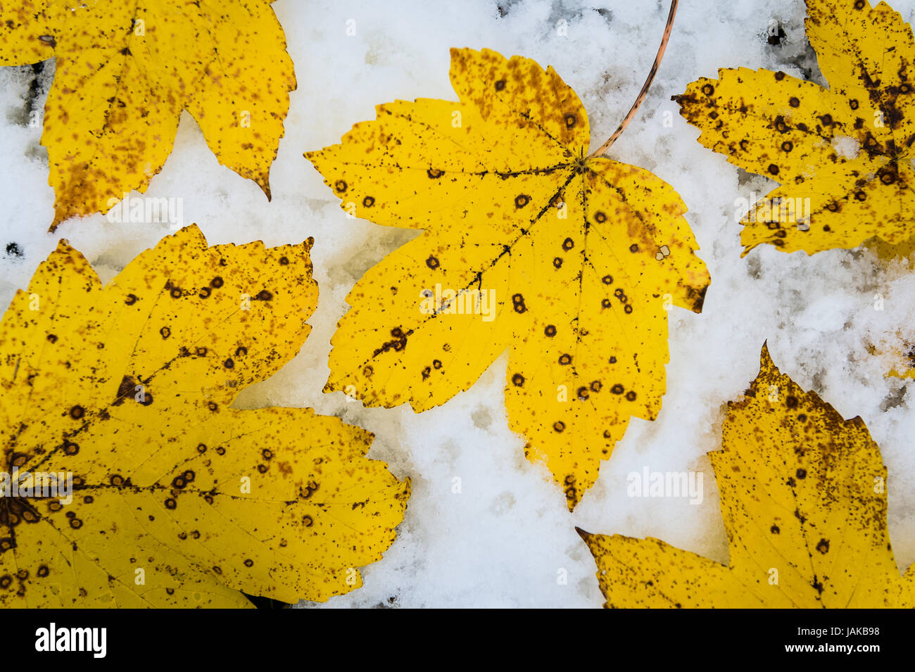 autumn leaves in the snow Stock Photo - Alamy