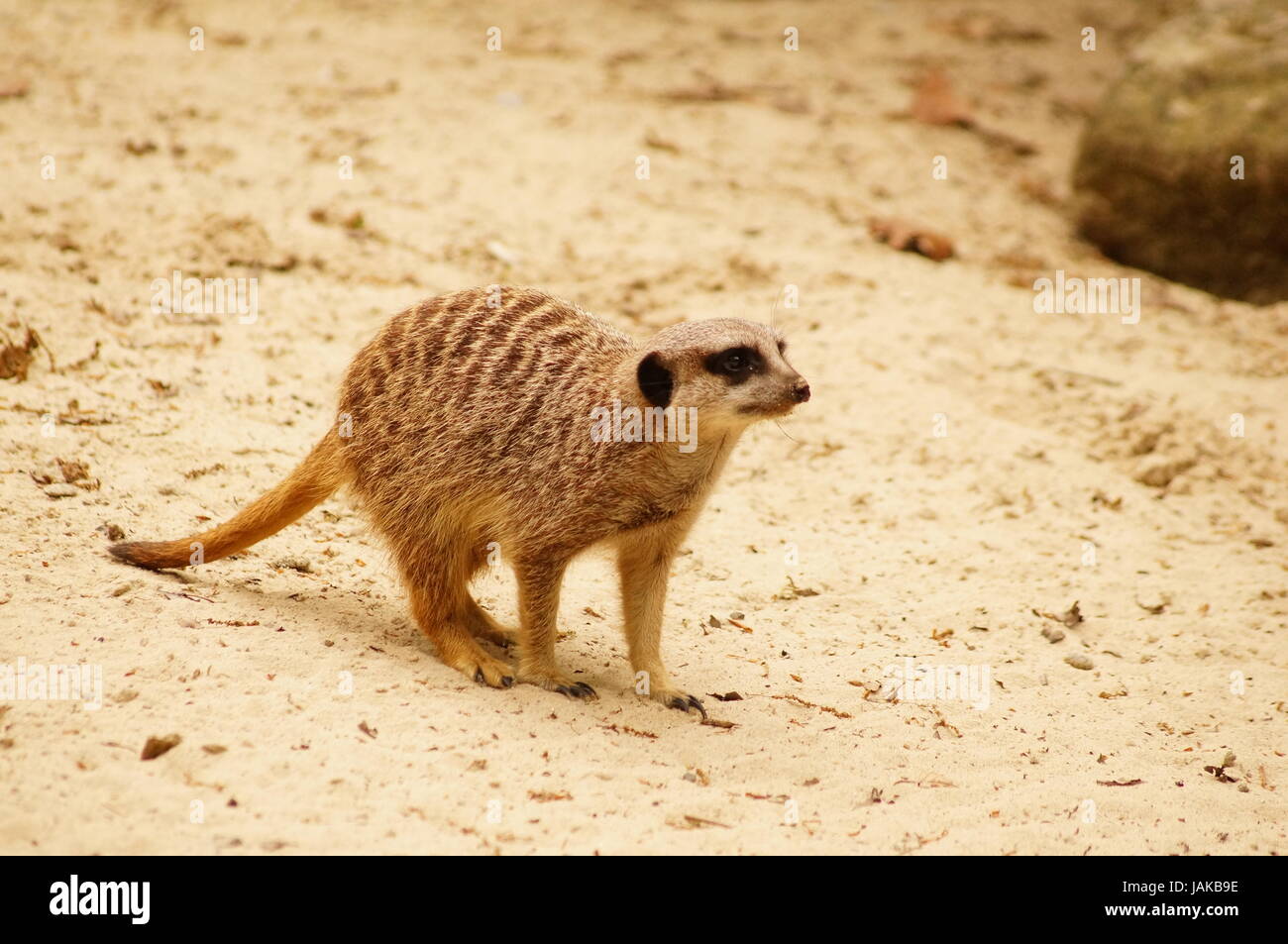 Meerkat running hi-res stock photography and images - Alamy
