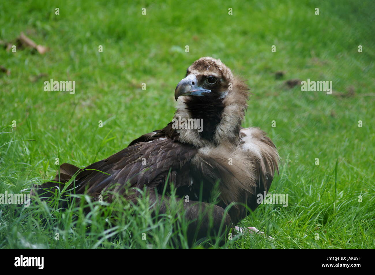 Vulture eggs hi-res stock photography and images - Alamy