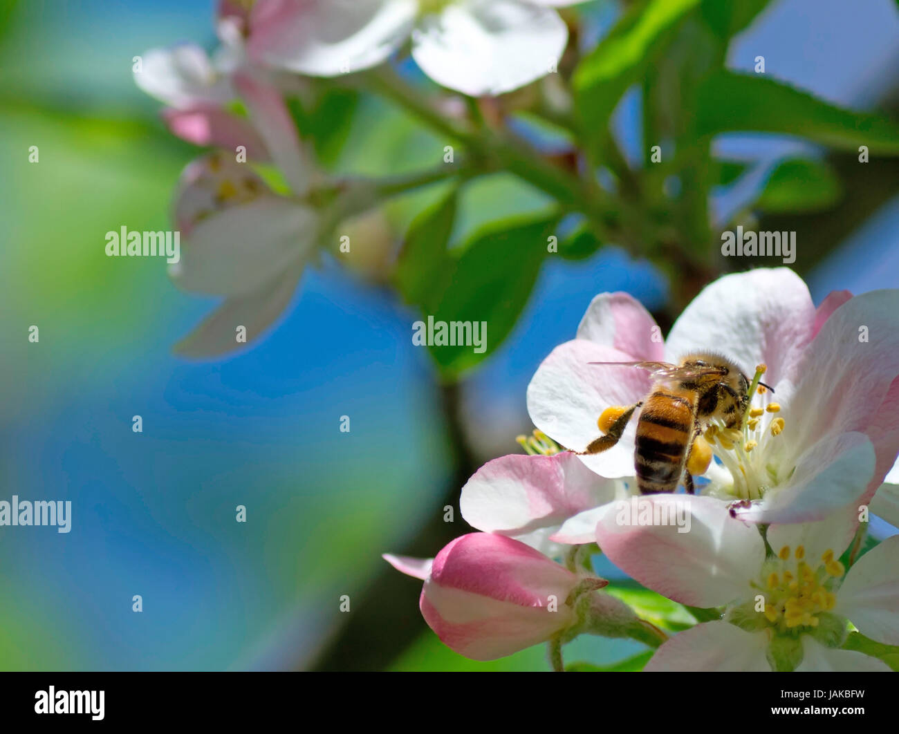 a bee pollinating an apple flower Stock Photo - Alamy
