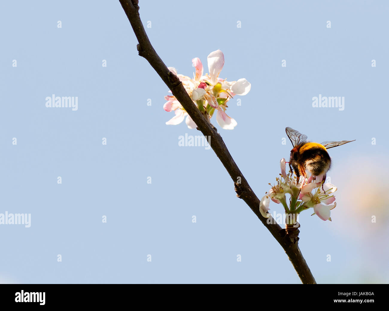 bumblebee on an apple flower Stock Photo - Alamy