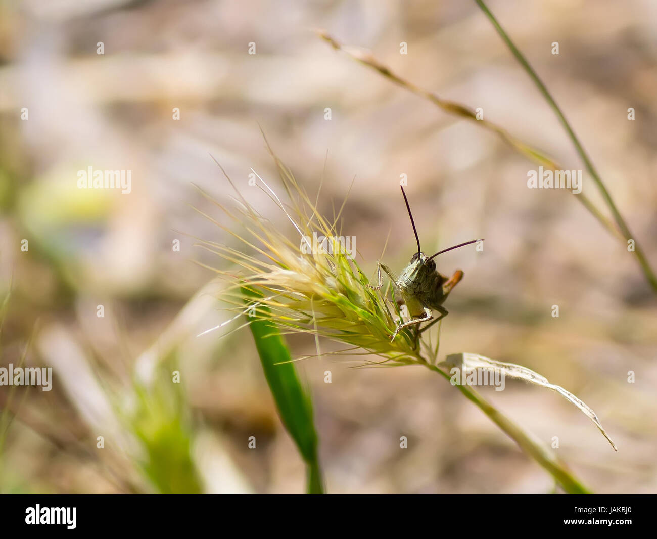grasshopper on a wild spike Stock Photo - Alamy