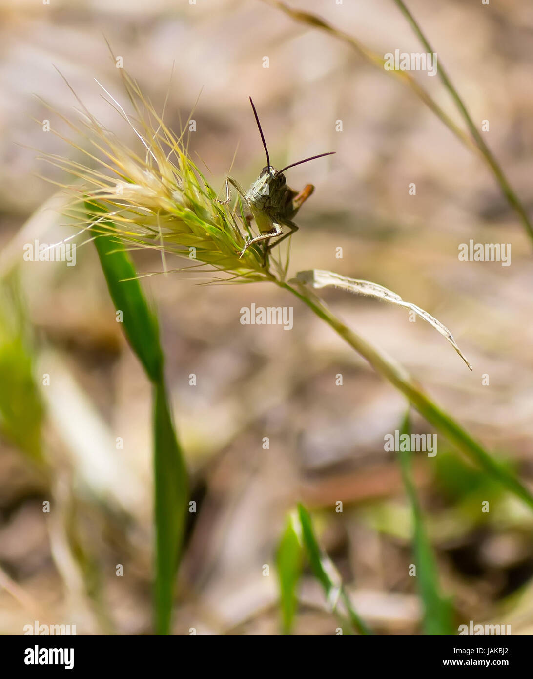 grasshopper on a wild spike Stock Photo - Alamy