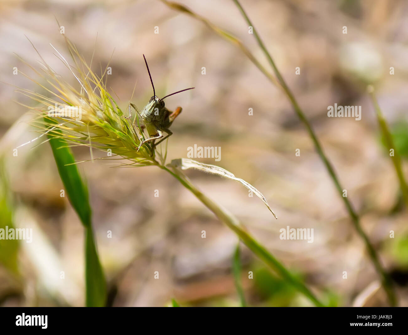 grasshopper on a wild spike Stock Photo - Alamy