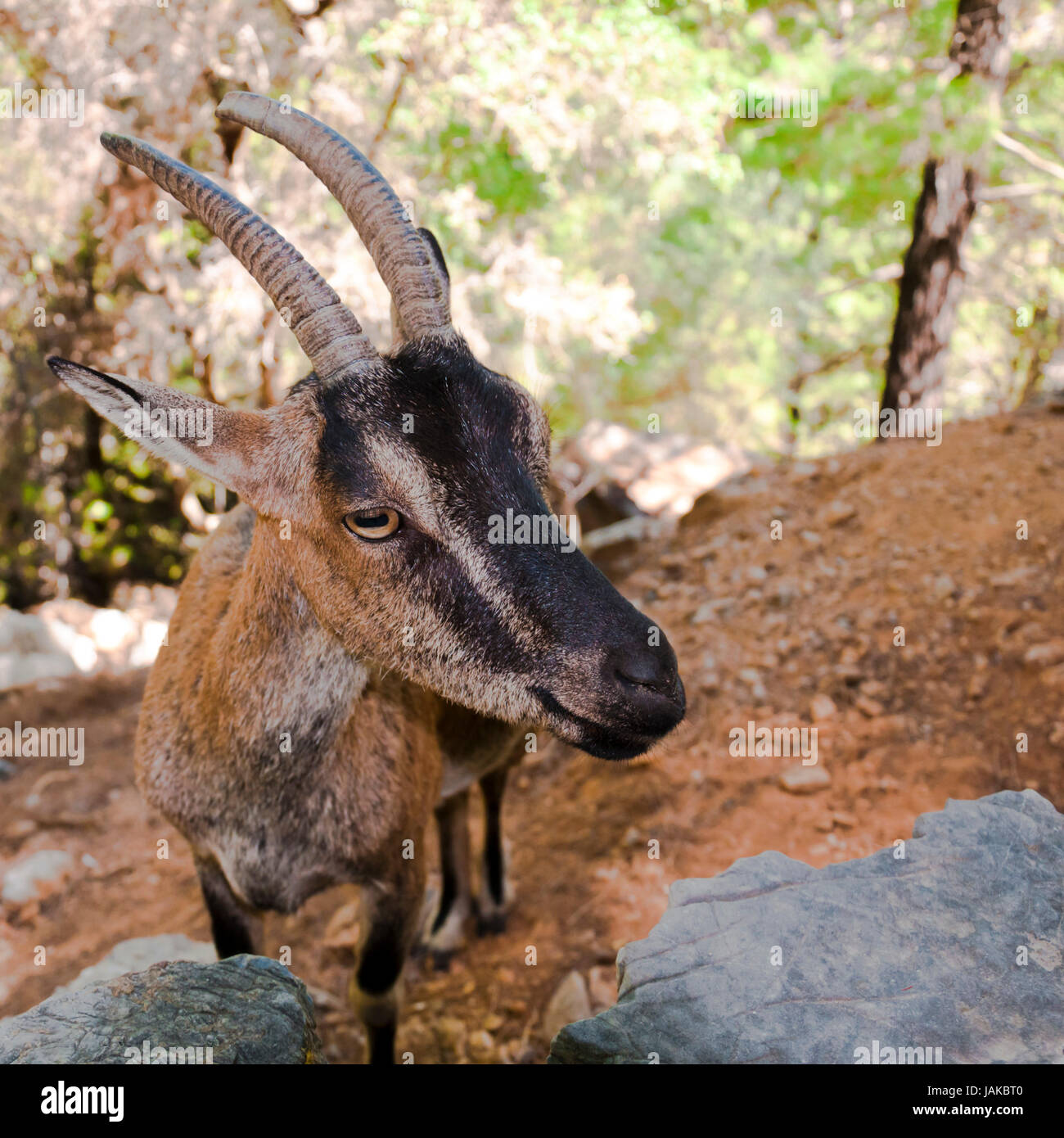 Wild kri-kri goat in Samaria Gorge, Crete, Greece Stock Photo - Alamy