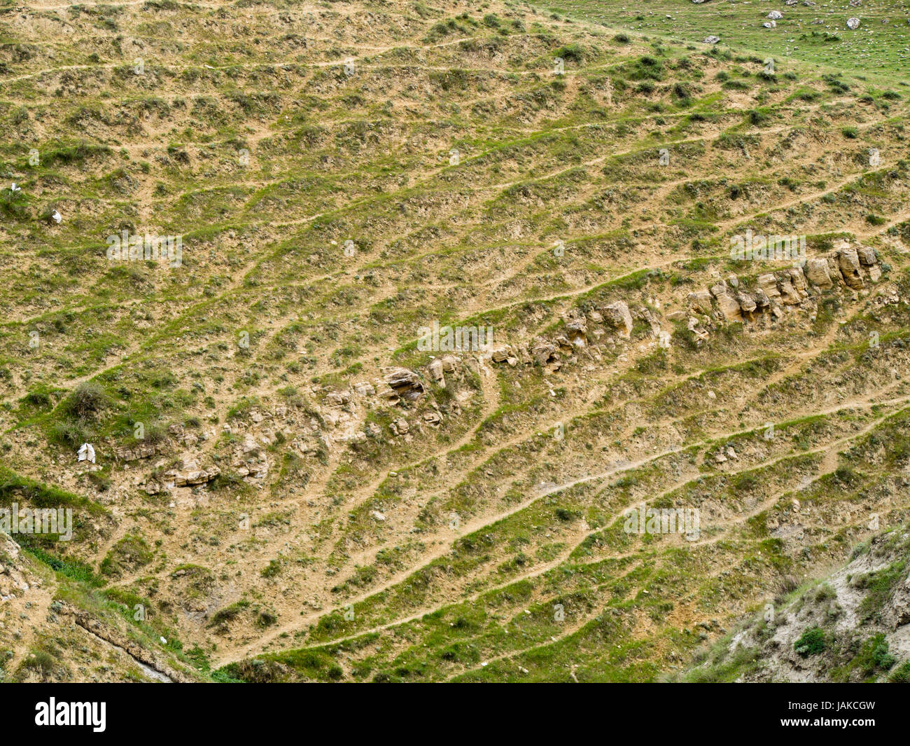 Sheep sheeps path hi-res stock photography and images - Alamy