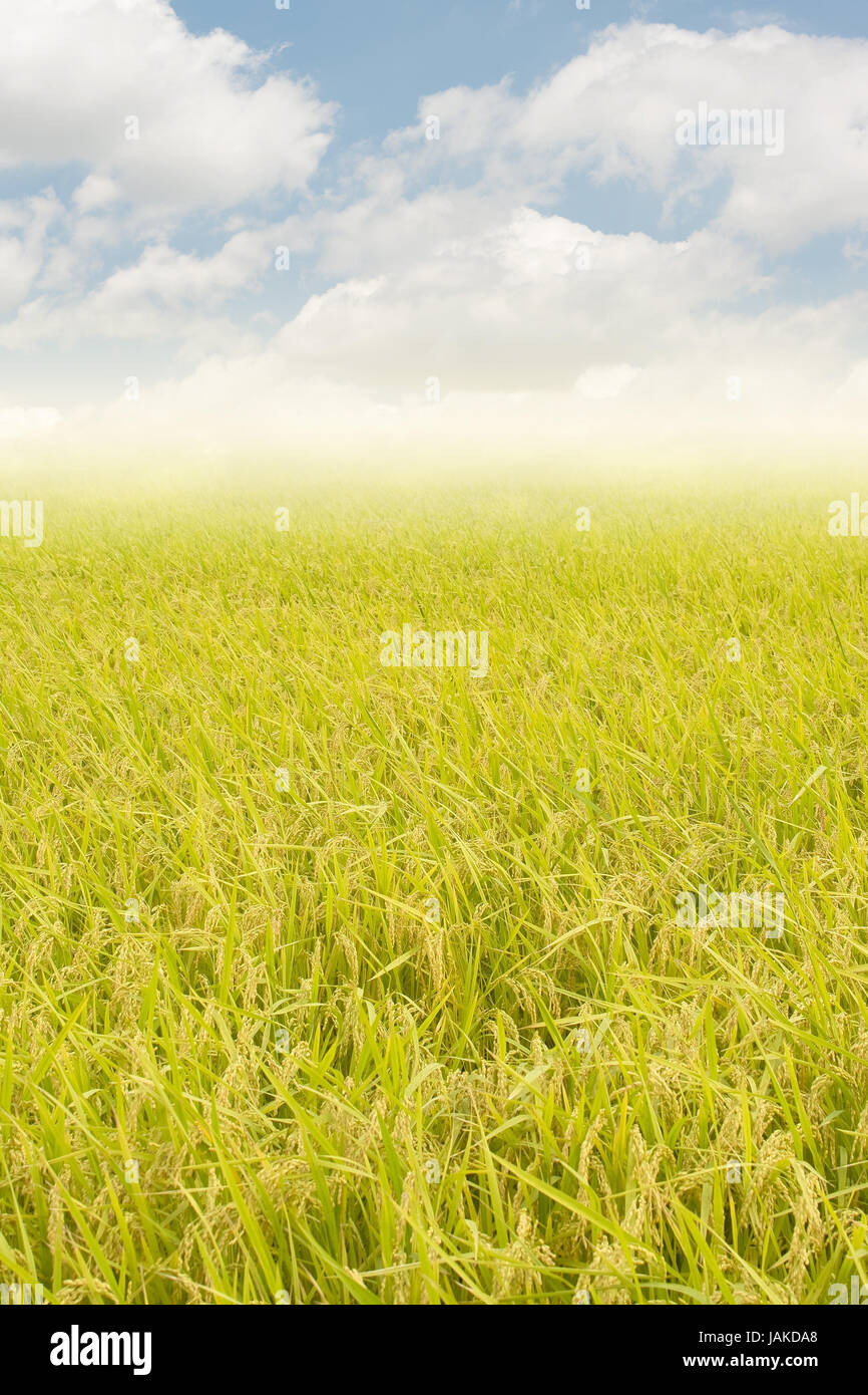 Rural scenery with golden paddy rice farm in Taitung, Taiwan, Asia ...