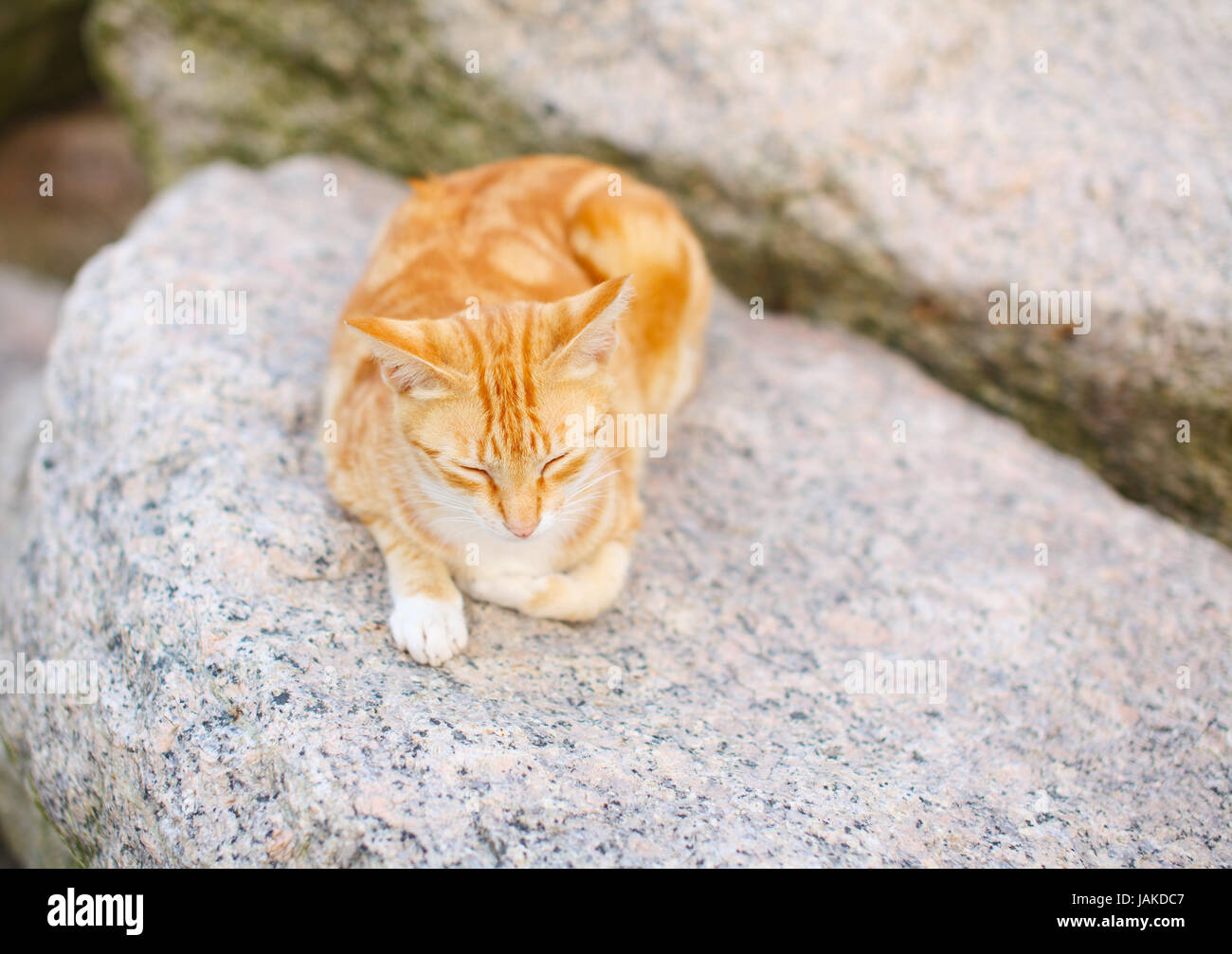 Sleeping cat on the rock Stock Photo - Alamy