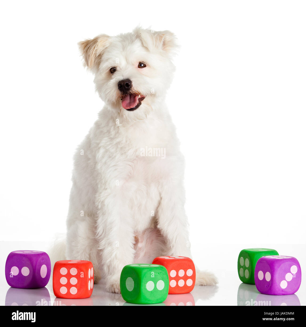 funny dog with toys isolated on white Stock Photo - Alamy