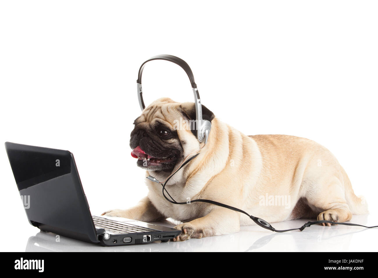 Pug Dog with laptop Stock Photo - Alamy